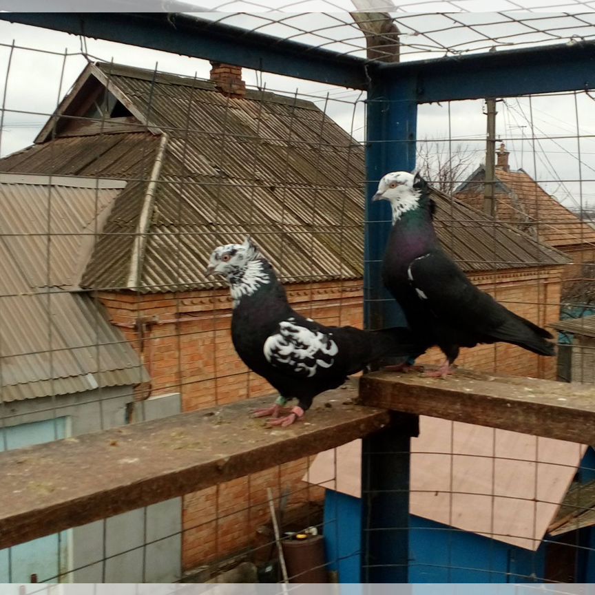 Обменяю голубей