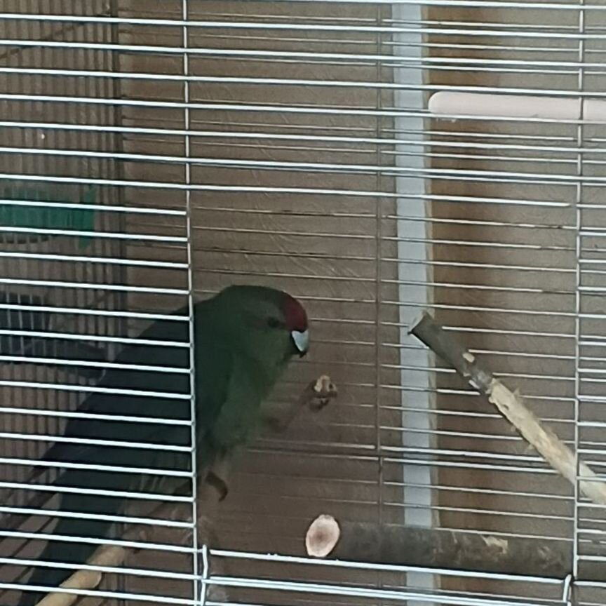 Попугай какарик