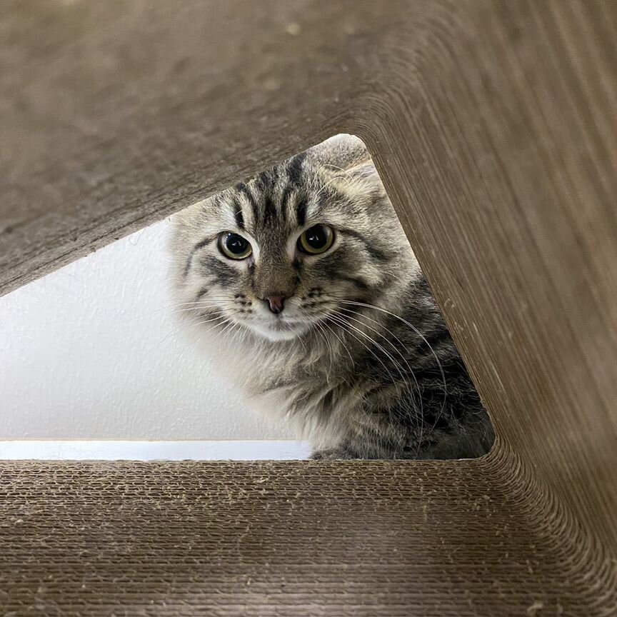 Котенок Вареник в добрые руки