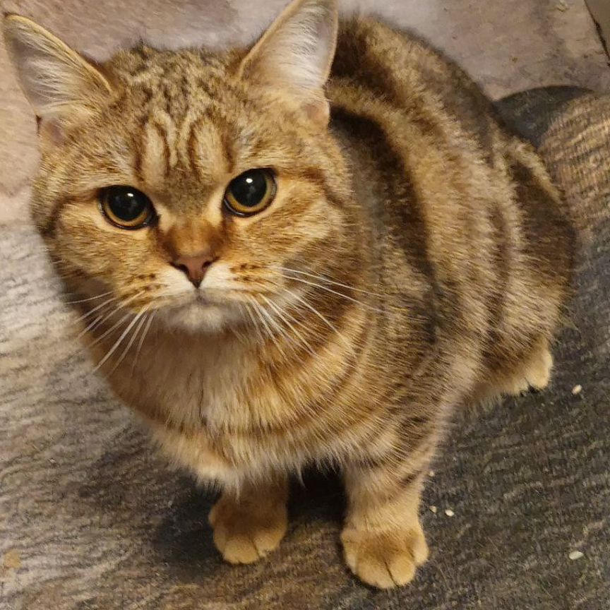 Британская короткошёрстная, взрослая кошка