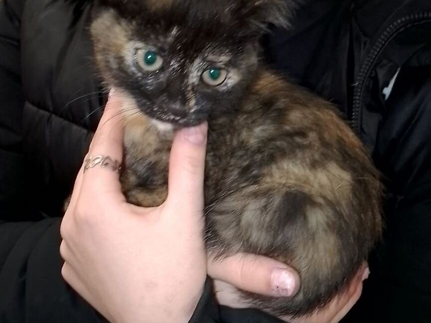 Ищем дом котёнку в добрый руки мальчик 1,5 месяца