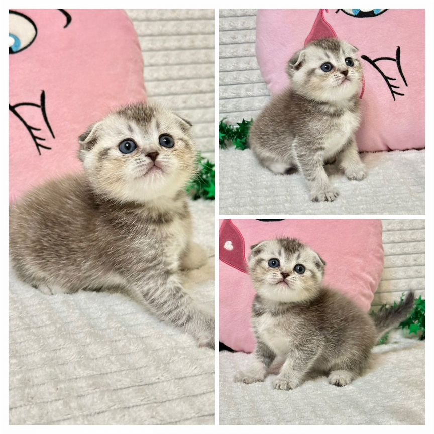 Шотландские котята