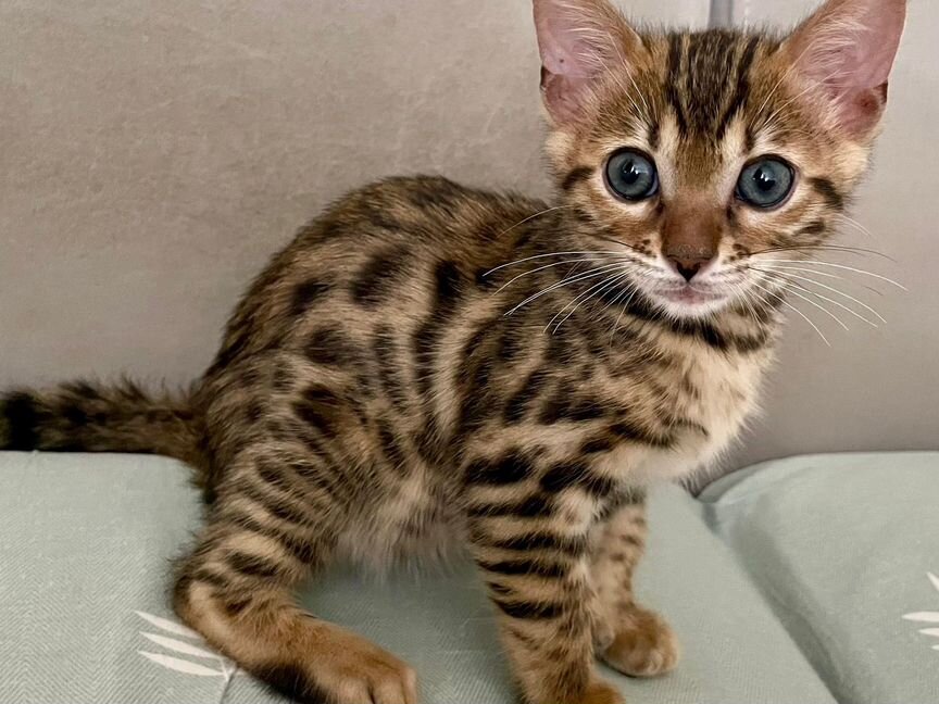 Бенгальская кошка