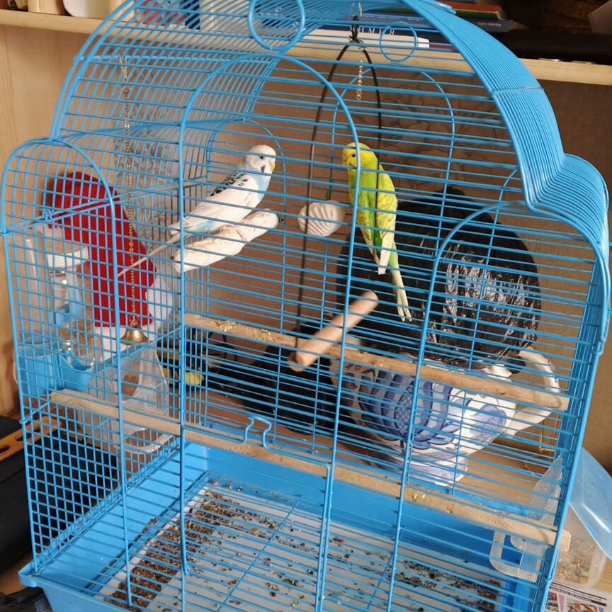 Волнистый попугай с клеткой