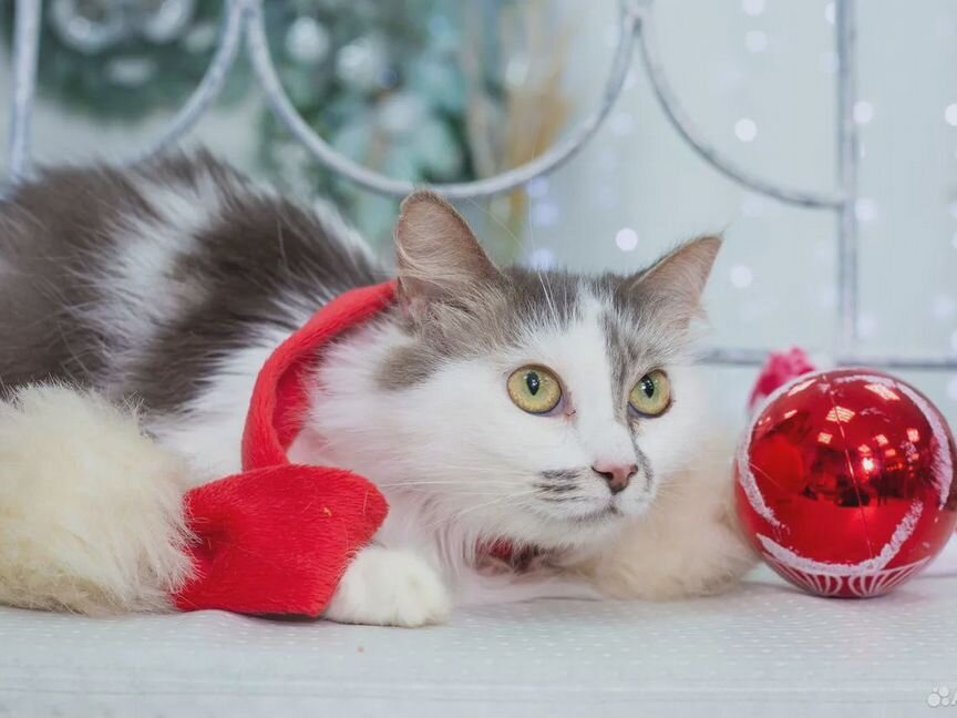 Пушистая кошка Снежа