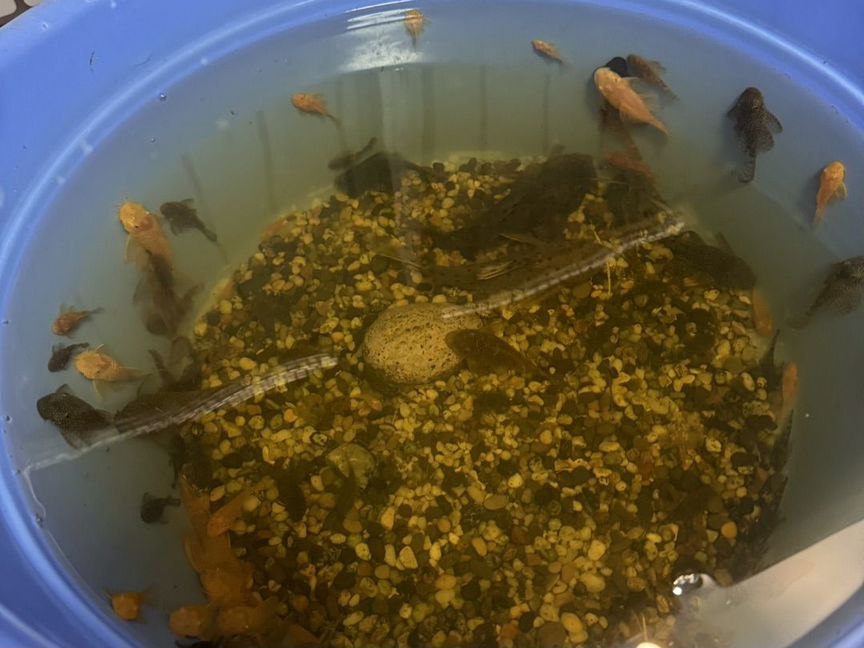 Сомики прилипалы