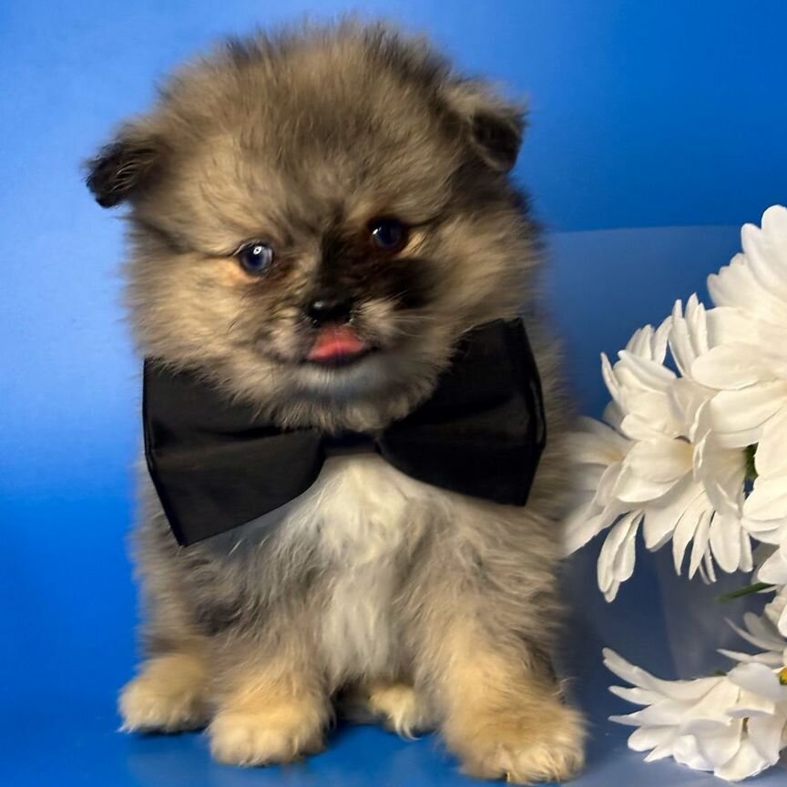 Померанский шпиц, щенок