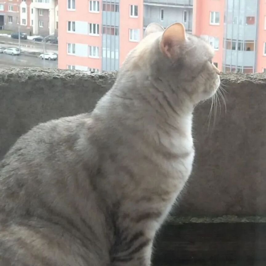Кошка и последняя надежда
