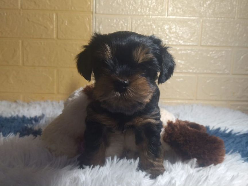 Шикарный мини мальчик