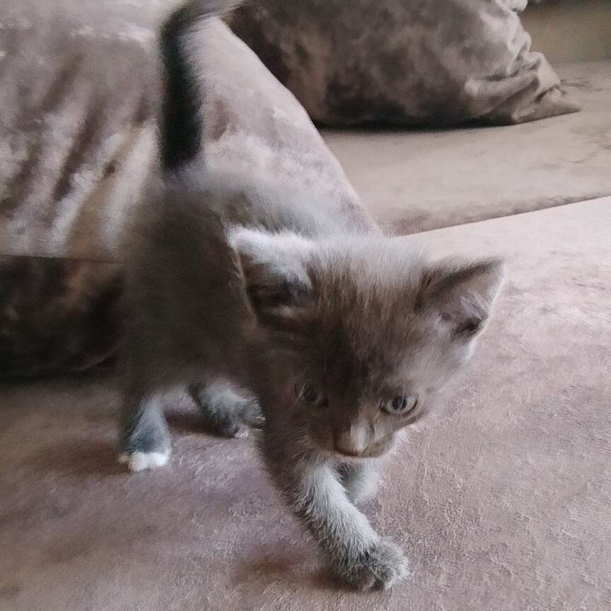 Котёнок в добрые руки