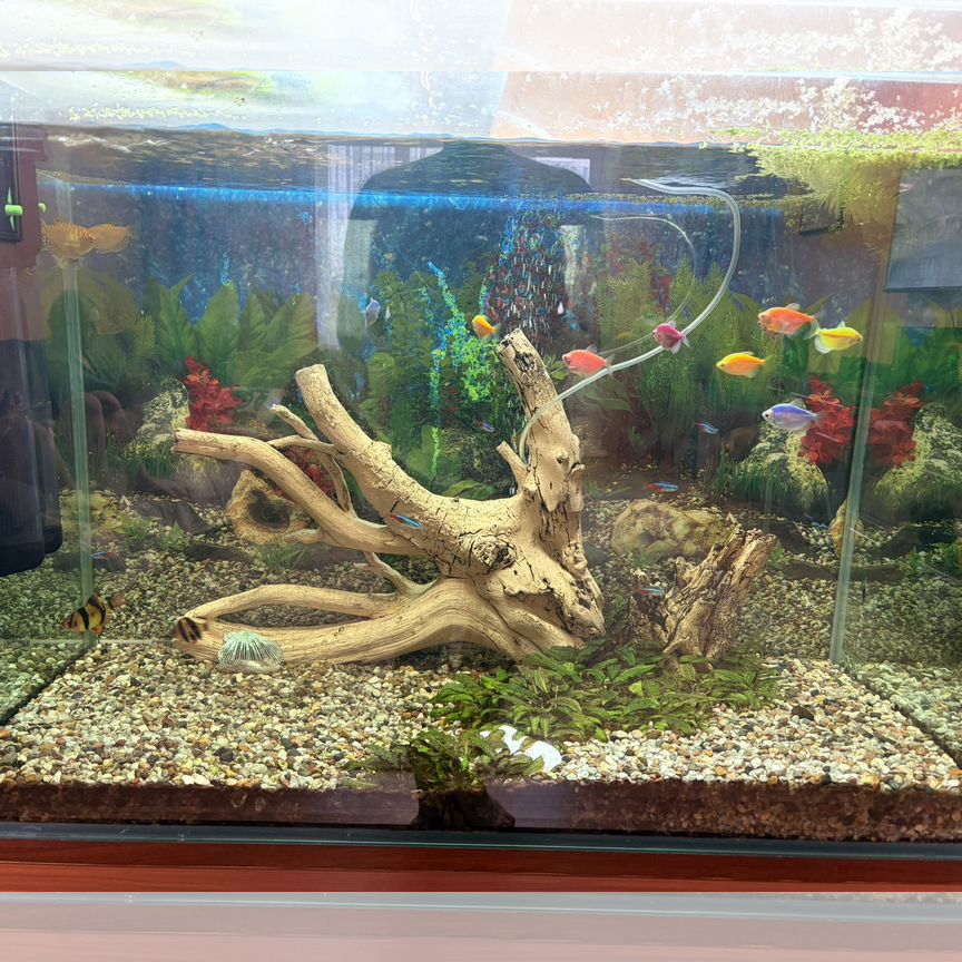 Аквариумные рыбки