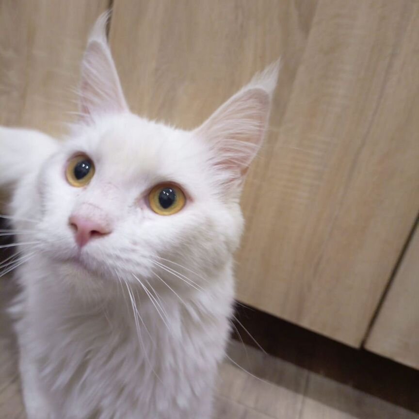 Котята скоро родятся,ищем заботливых мам и пап