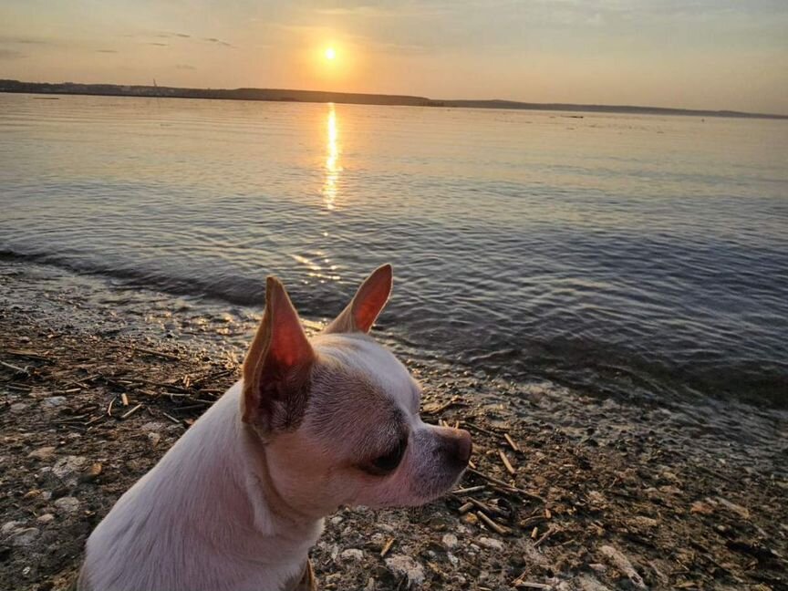 Вязка собак чихуахуа