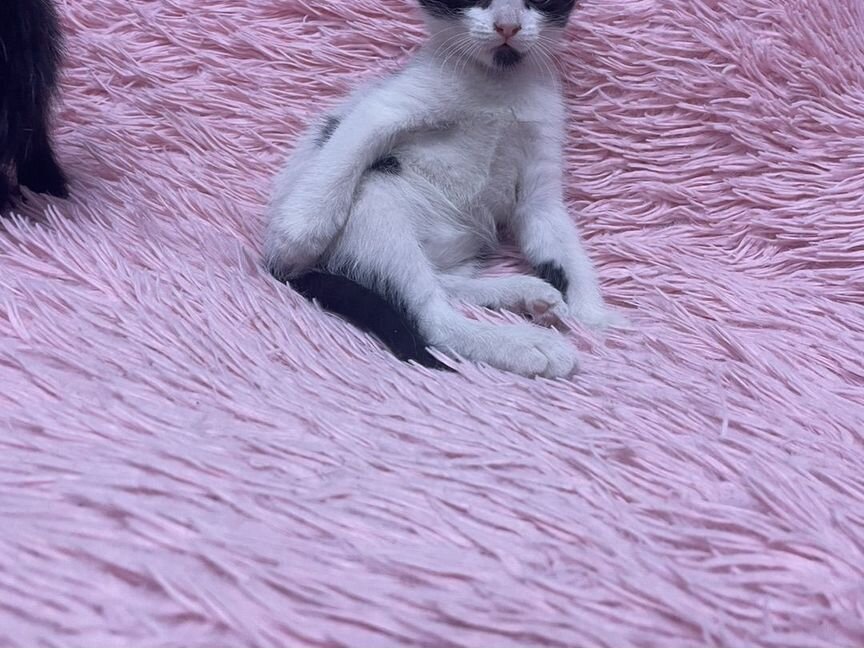 Котята отдам в добрые руки бесплатно