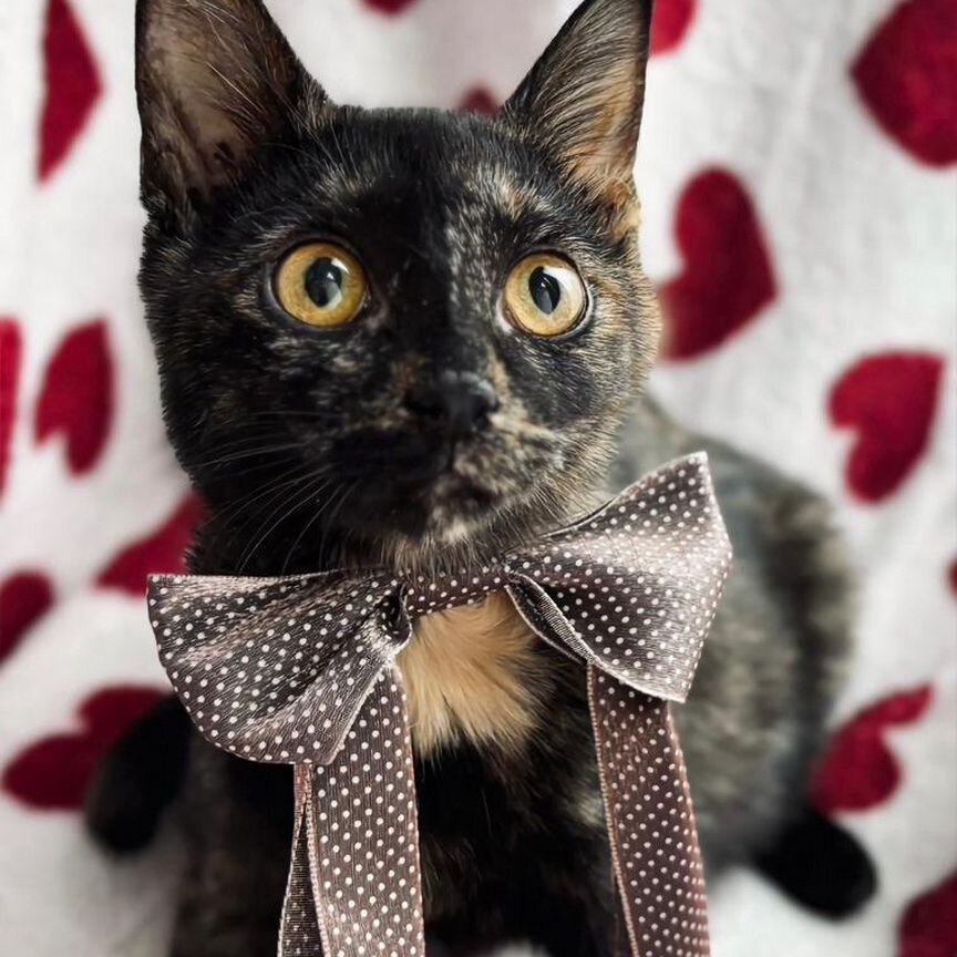 Котёнок девочка в добрые руки