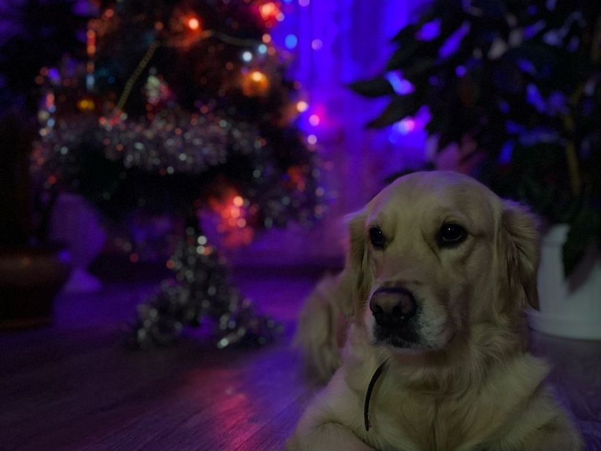 Золотистый ретривер,невеста