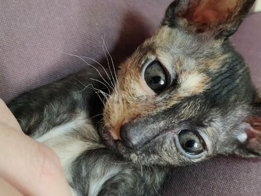 Котята корниш-рекс