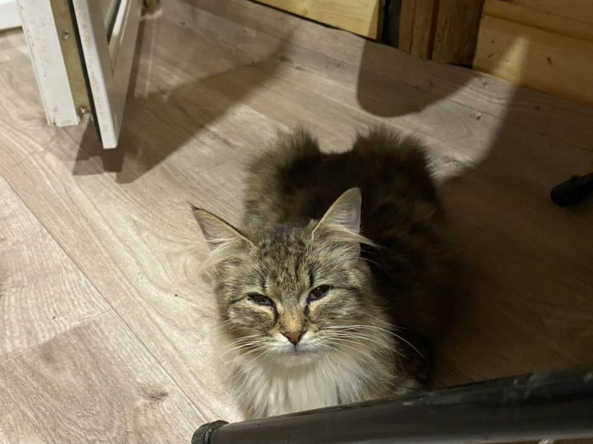 Маленькая кошка шпрот