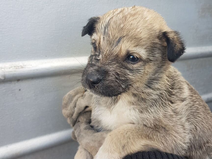 Отдам щенят в добрые руки