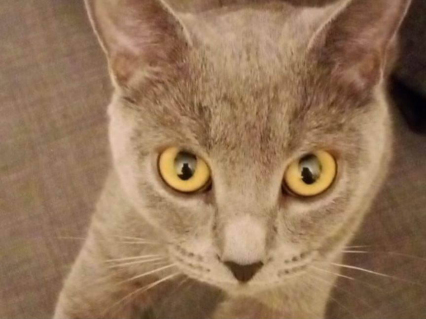 Шотланский котенок