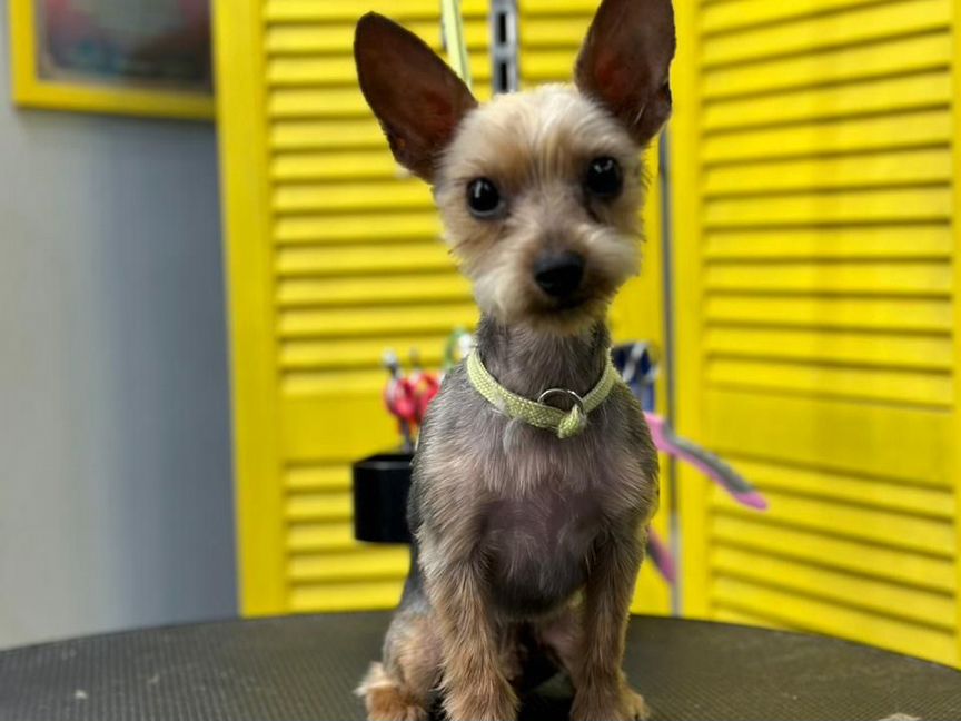 Йоркширский терьер мини щенок