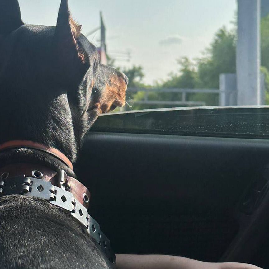 Доберман, щенок