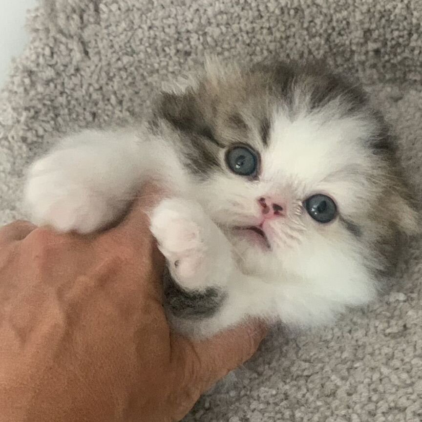 Мальчик-зайчик