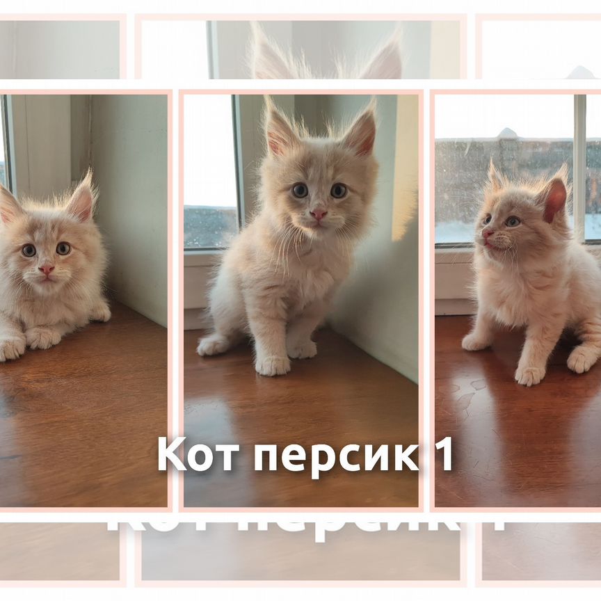 Мейн-кун котёнок