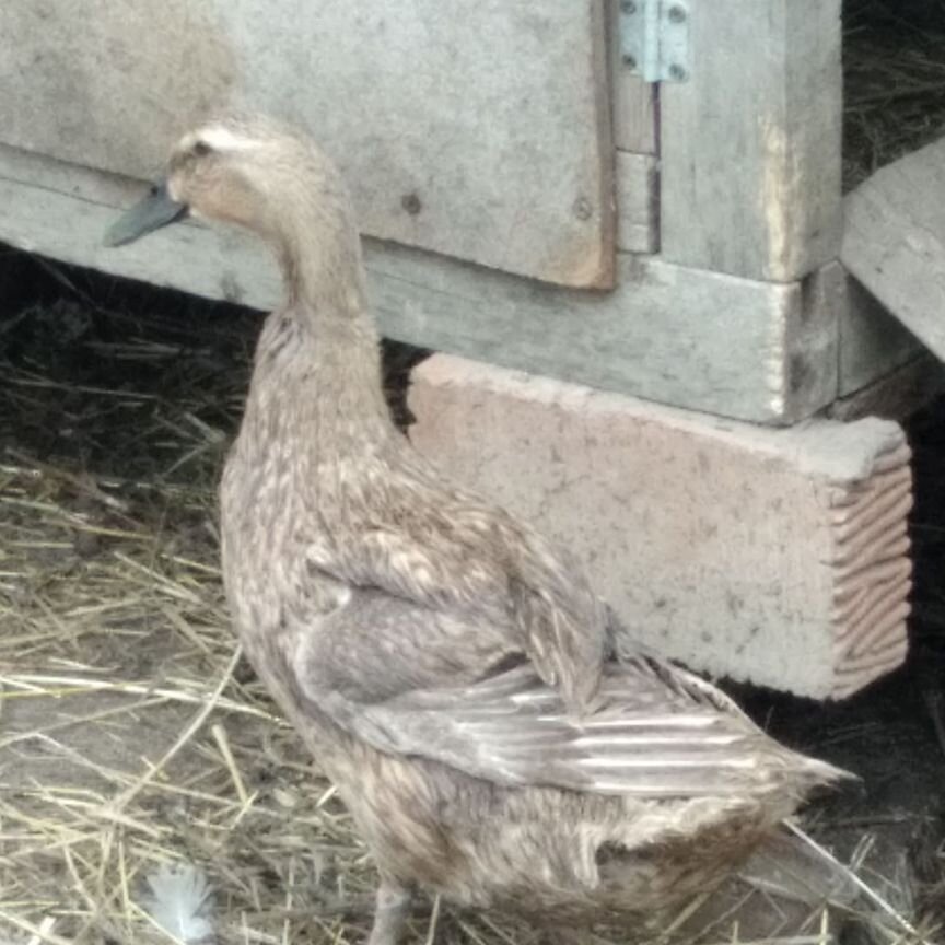 Утки индийский бегунок