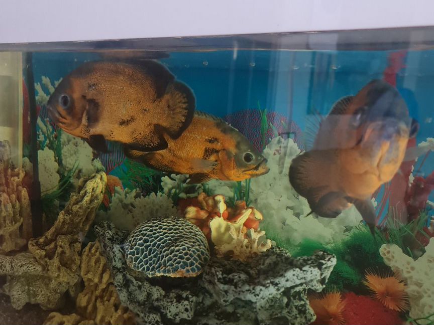 Аквариумные рыбки цихлиды Остронотус