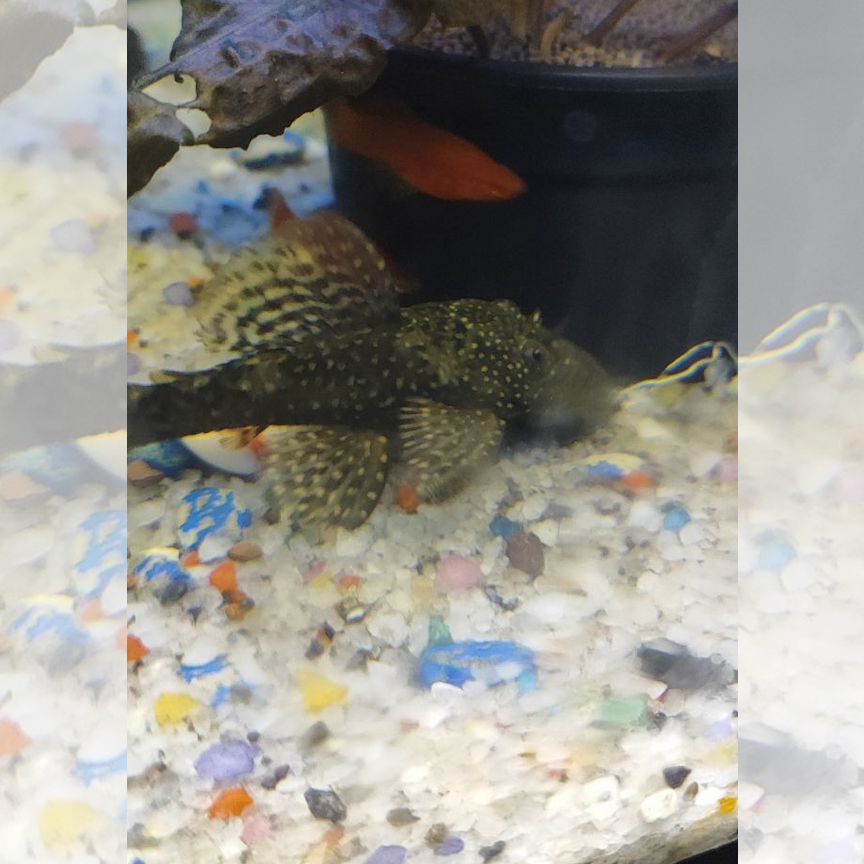 Аквариумные сомиков