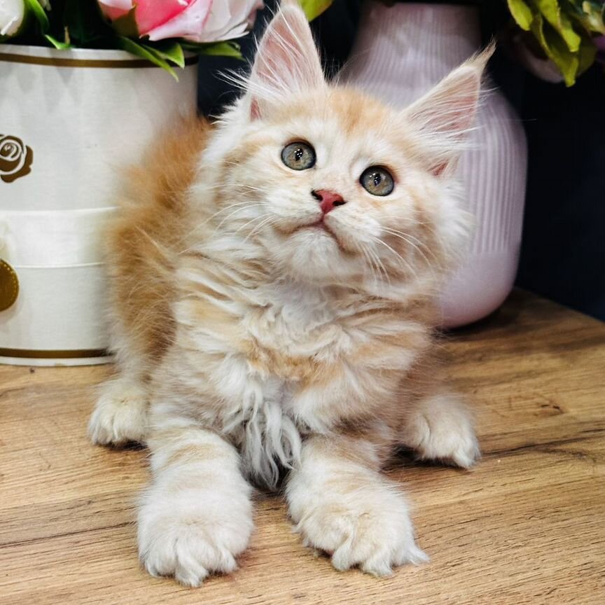 Мейн-кун котёнок