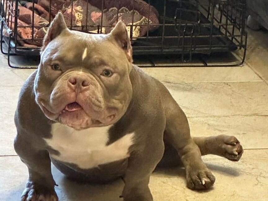 Булли микро экзот вязка