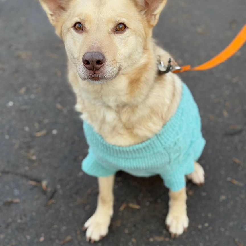 Виски боится решётки