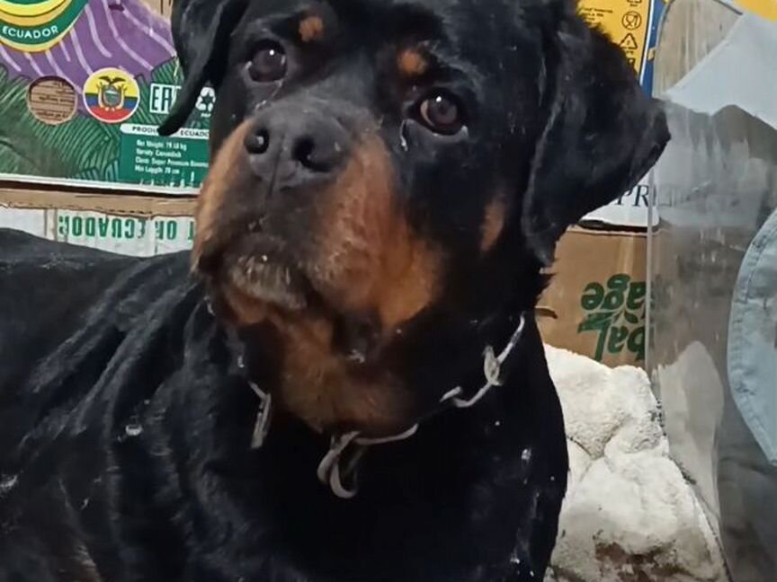 Щенки ротвейлера продажа