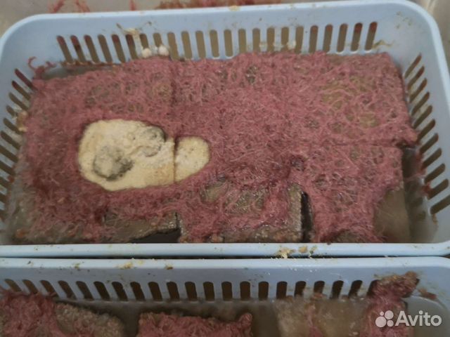 Живой трубочник