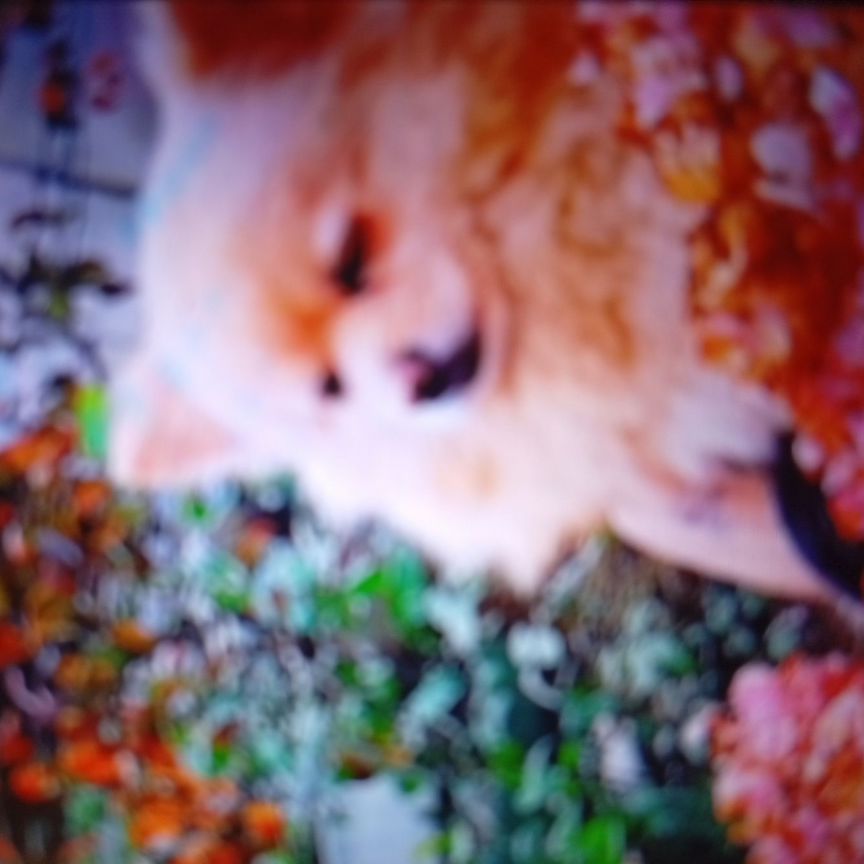 Померанский шпиц, взрослая собака