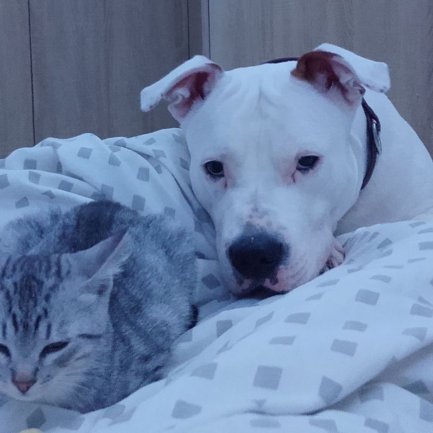 Американский стаффордширский терьер, щенок