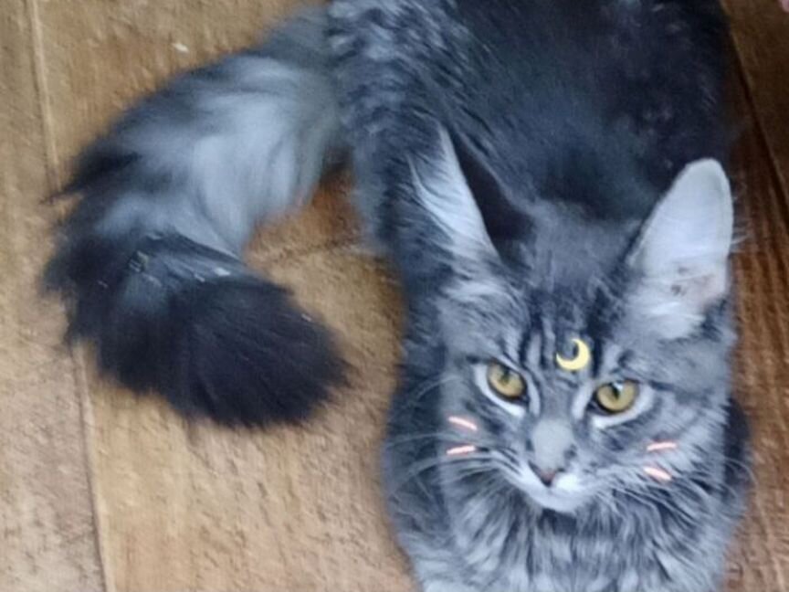 Мейн-кун ищем для вязки