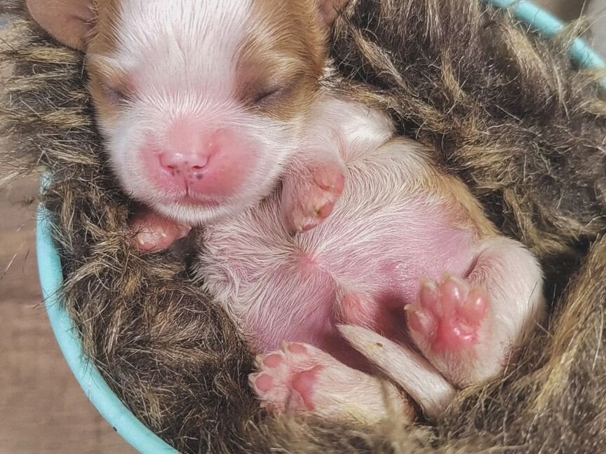 Щенки кавалер кинг чарльз спаниель