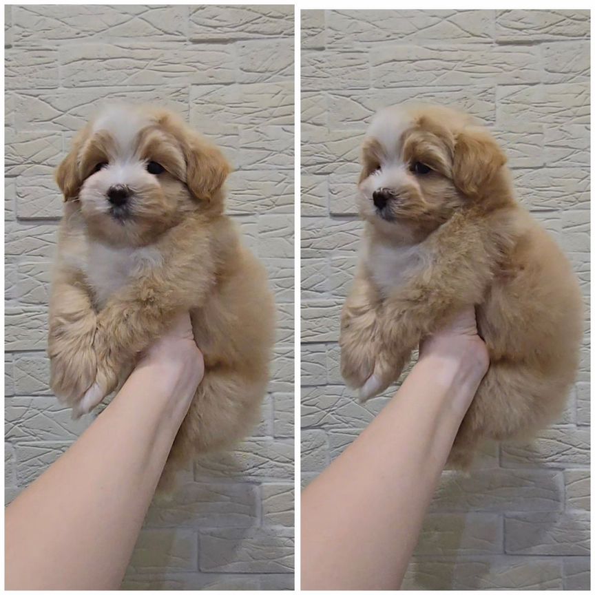 Мальтипу ф1 мальчики