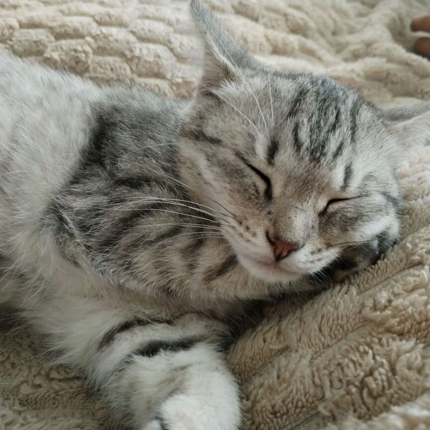 Котёнок