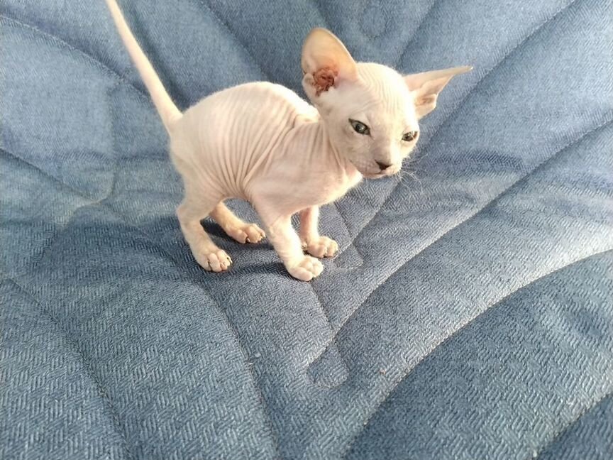 Котята Петерболд