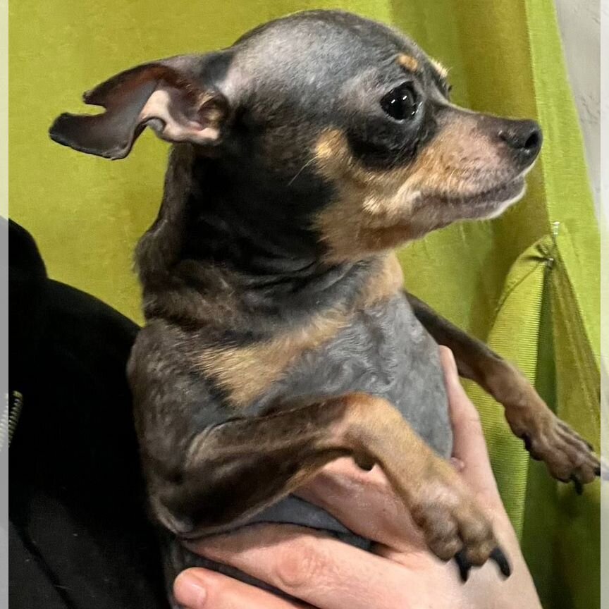 Русский той-терьер, взрослая собака