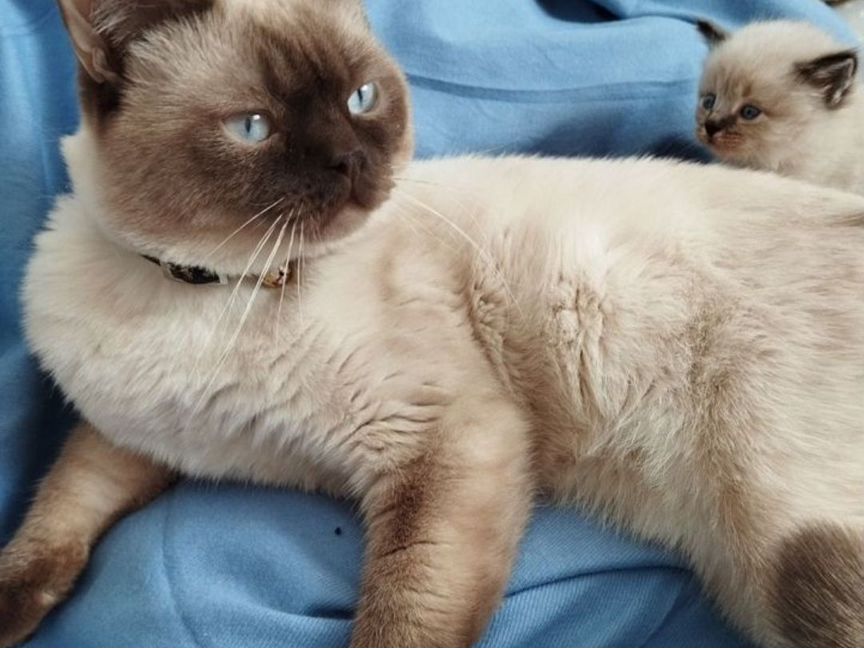 Невский маскарадный кот вязка