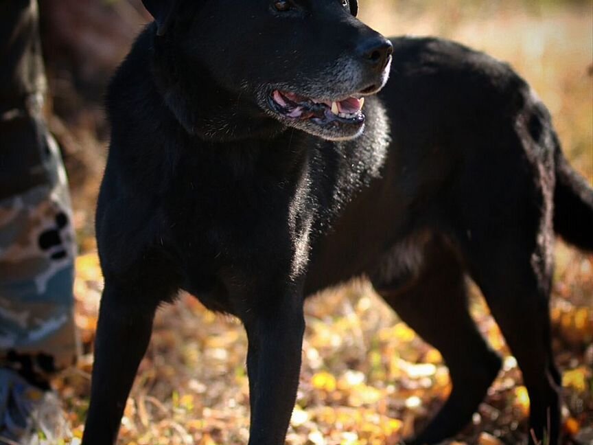 Лабрадор ищет дом