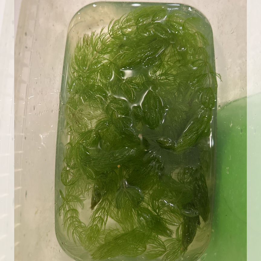 Продам растение роголистник