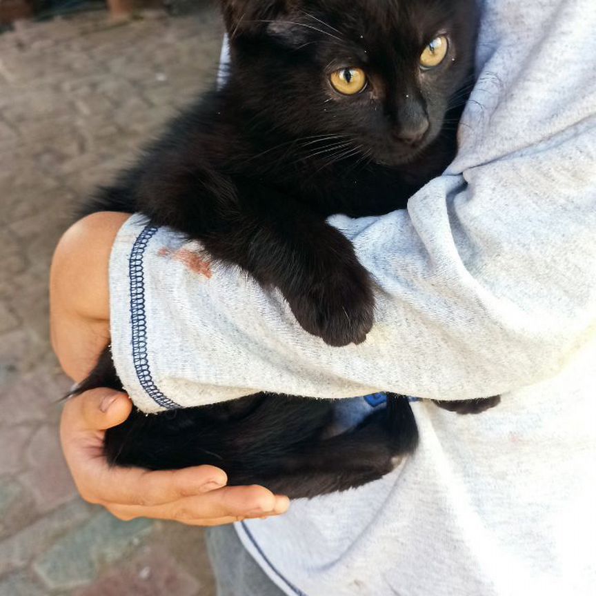 Котята 4 месяца