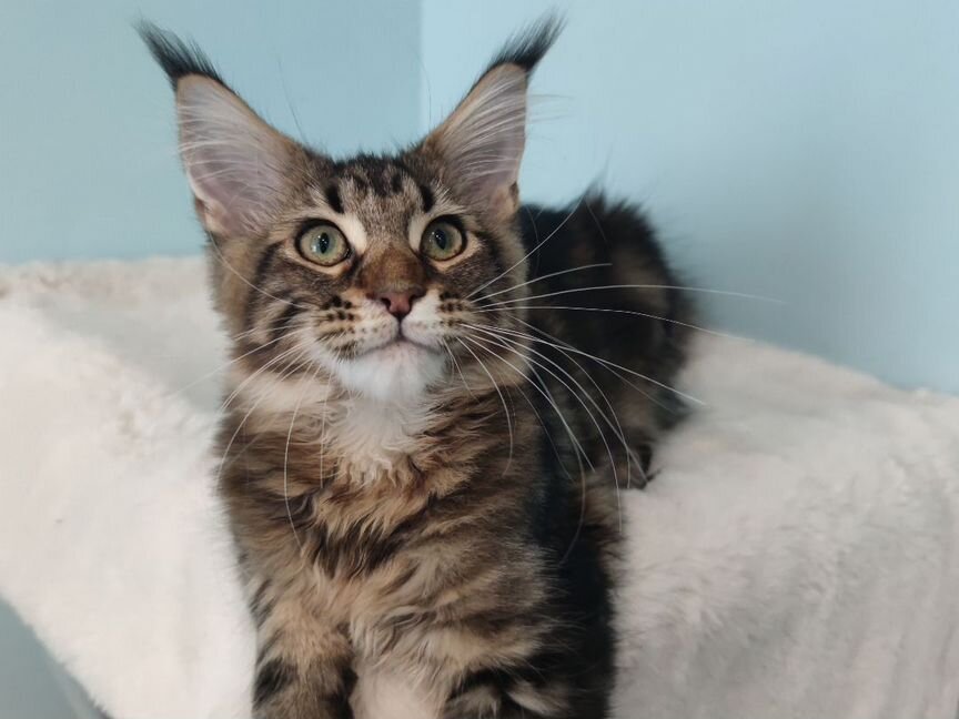 Котёнок Мейн-кун чёрный мраморный