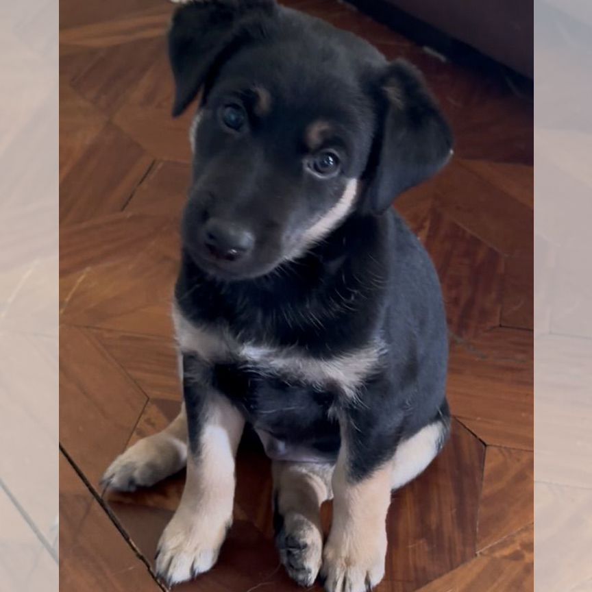 Щенок в добрые руки